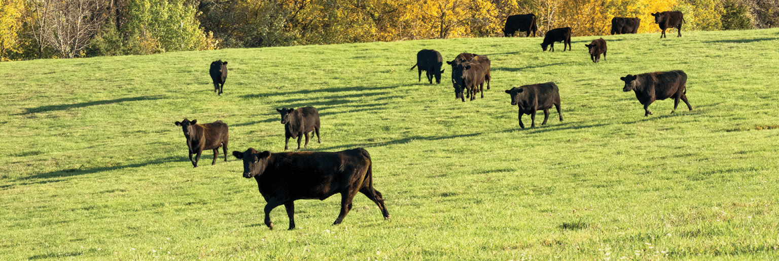 Mitchell Family Farms l Dry Aged Beef Delivered to Your Door l ...